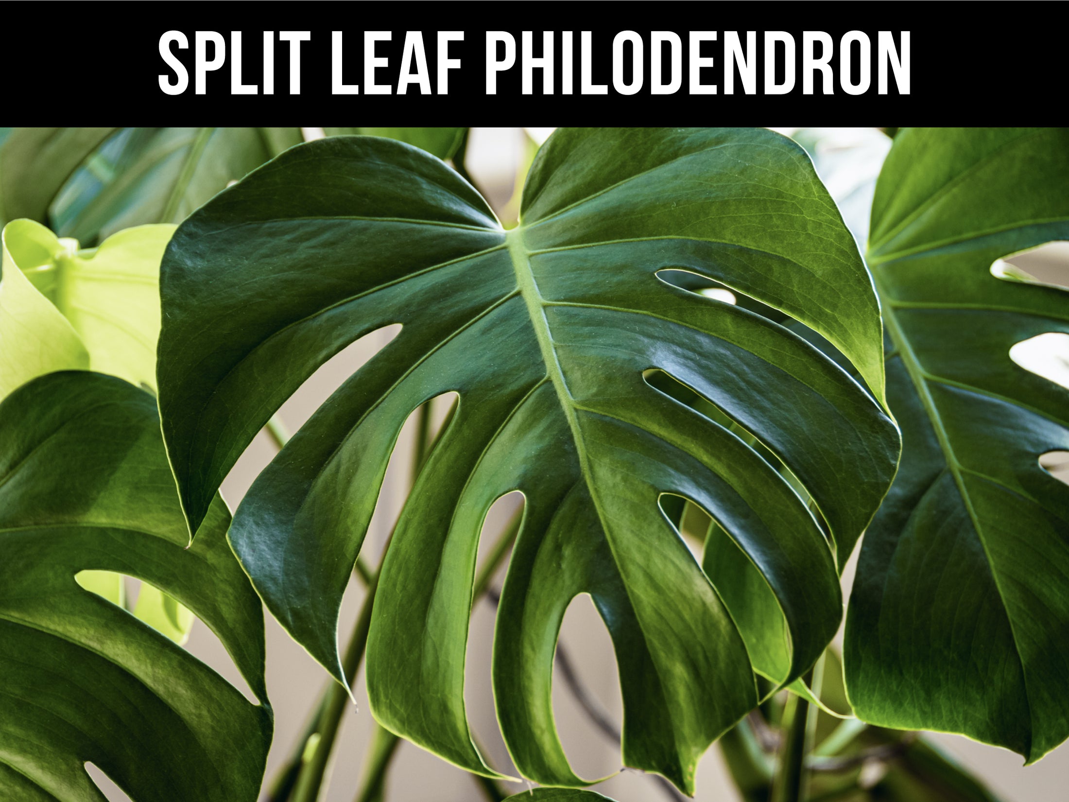 10+ Must-Know Split Leaf Philodendron Care Tips: Propagation, Pruning ...